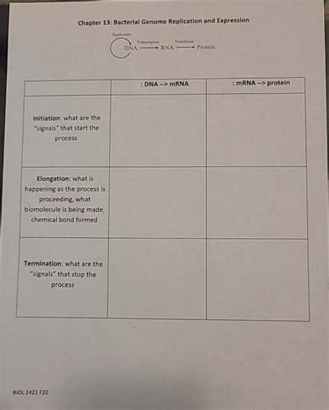Chapter 13 Bacterial Genome Replication And Expression Dna → Mrna Mrn