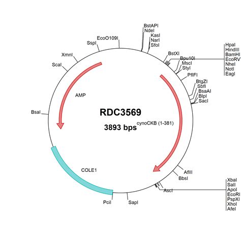 Cyno Creatine Kinase Bb Xp0452530011 Versaclone Cdna Rdc3569 Randd