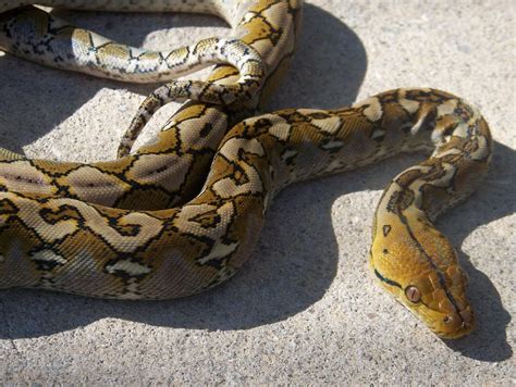 Photo Gallery Reticulated Pythons Ambon Reticulated Python Yellow Head