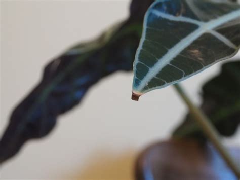 How To Propagate Elephant Ears Plant Propagation