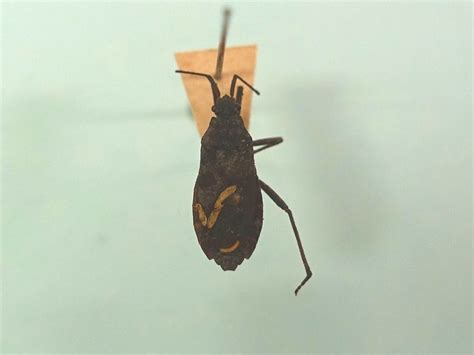 Hygia Lativentris