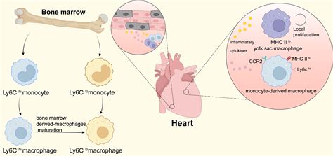 Macrophages Play A Key Role In Tissue Repair And Regeneration PeerJ