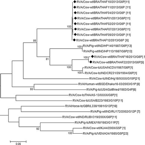 maximum likelihood phylogenetic tree based on the partial orf