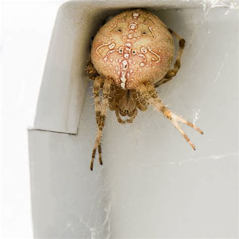 Large Female Spider Sits In Its Nest Stock Image Image Of