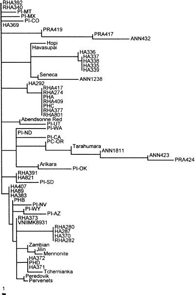 Minimum Spanning Tree Constructed From A Genetic Distance Matrix Download Scientific Diagram