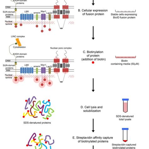 Pdf Identifying Protein Protein Associations At The Nuclear Envelope