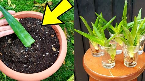 Cómo plantar lentejas en algodón una guía paso a paso para cultivar en