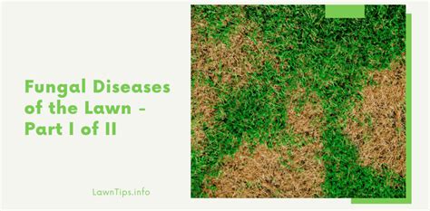 Fungal Diseases Of The Lawn — Part I Of Ii Lawn Tips Medium