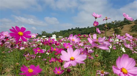Free Images Nature Blossom Field Meadow Flower Petal Bloom