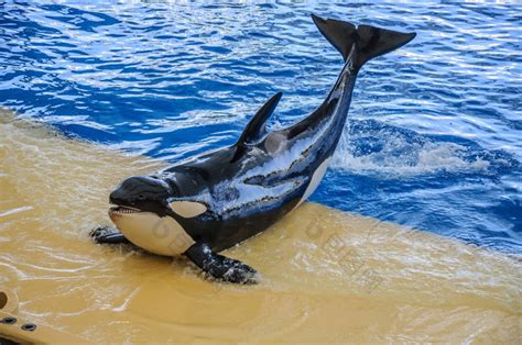 杀手鲸鱼逆戟鲸虎鲸跳舞海洋水族馆有 包图企业站