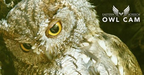 Watch Our Live Eastern Screech Owl Cam Carbontv