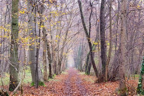 路径 森林 秋天 Pixabay上的免费照片 Pixabay