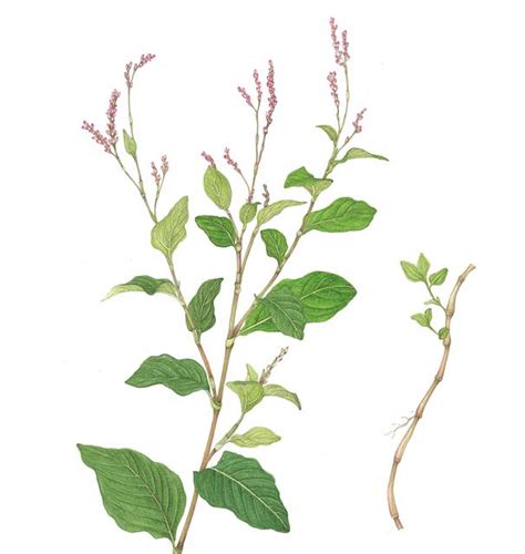 이소영의 도시식물 탐색 ‘인디고블루의 탄생식물세밀화가 서울신문