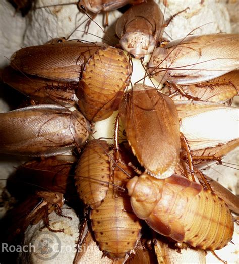 Gold Medal Roach Roach Crossing