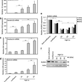 RUNX Expression In Cultured Human Keratinocytes Ae Keratin A Download Scientific