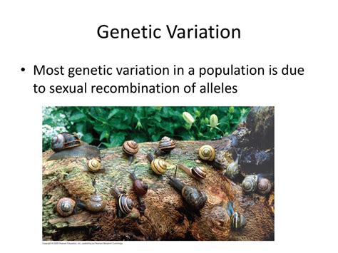 Mechanisms Of Evolution Ppt Download