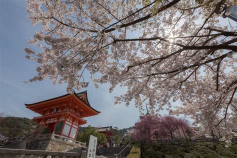 Templo Y Flor De Cerezo De Kiyomizu En Kyoto Imagen de archivo Imagen de anaranjado japonés