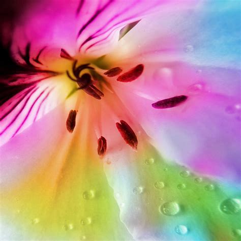 Rainbow Lilly Flower Wallpaper