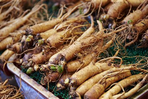 10 Health Benefits Of Panax Ginseng 40 Off Rbkbm