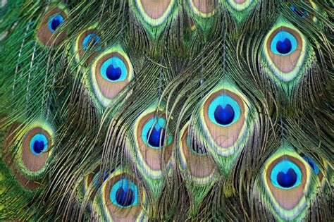 Peacock Feathers Paper Pack Digital Papers 11 Peacock Etsy