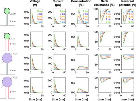 Electrodiffusion Simulation Of A Single Epsp With Increased Synaptic