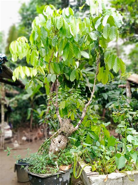 Pohon Duku