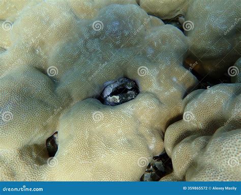 Bivalve Mollusk Identification Impossible And Hump Coral Porites Sp