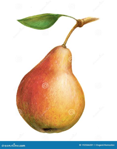 Variedad De Pera La Ilustración Del Jardín De Cosecha Hecha Con