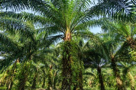 Oil Palm Tree A Z Animals