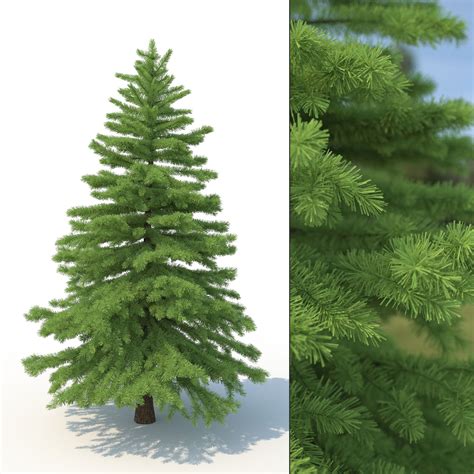 Pine Tree 3d Model 5 Obj Max Fbx Dae Blend Free3d