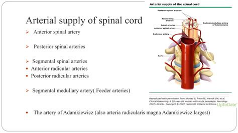 Vascular Supply Of Spinal Cord Dr Bikal Pptx