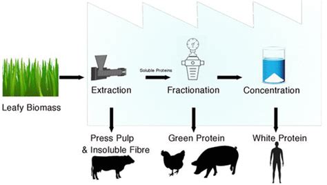 绿色生物质的生物炼制─如何提取和评价用于食品的优质叶蛋白？journal Of Agricultural And Food