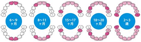乳歯生える順番イラスト 赤ちゃん 乳歯 順番 Rmec