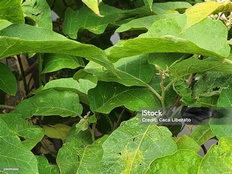 Solanum Paniculatum 식물은 거친 질감의 짙은 녹색 약간 톱니 모양의 잎으로 쉽게 알아볼 수 있습니다 흰색 또는 라일락색의 작고 섬세한 꽃이 무리를 지어