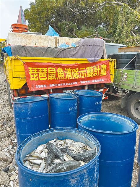 琵琶鼠魚入侵桃園 2埤塘清除完成 地方新聞 中國時報