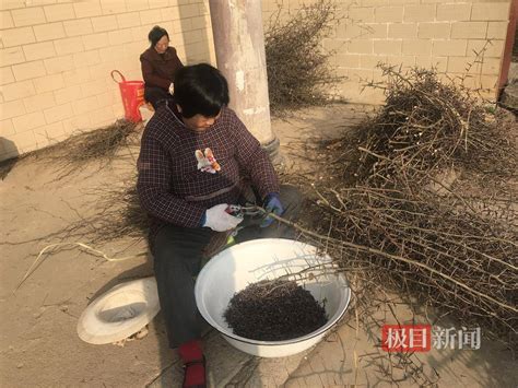 阳新：曾经的药材二道贩子，如今带领村民增收忙梁传义种植栀子