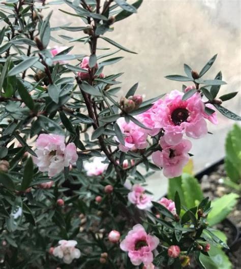 網購的松紅梅正確操作換盆植株緩苗快一次能開上千朵花 壹讀