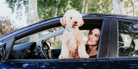 Cockapoo Sizes How Big Is A Full Grown Cockapoo