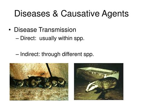 Ppt Diseases And Causative Agents Powerpoint Presentation Free Download Id 6093381