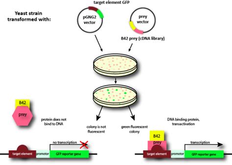 Understanding PAbAi A Powerful Yeast Reporter Vector For DNA Binding