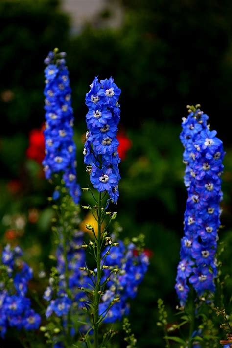 Larkspur This July Birth Flower Offers A Colorful Way To Celebrate