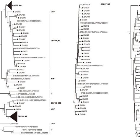 Phylogenetic Trees Of Hiv 1 Pol Genes Were Constructed Using Mega 5