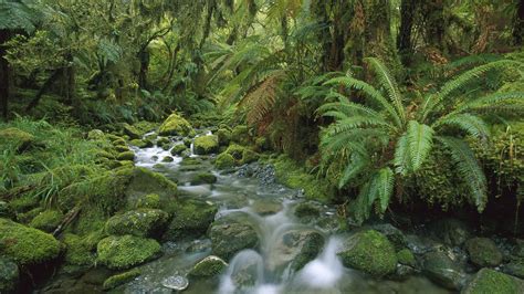 Rainforest Wallpapers Photos And Desktop Backgrounds Up To K