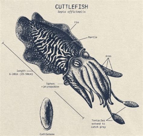 Cuttlefish Hypnotic Color Pattern Rcuttlefish