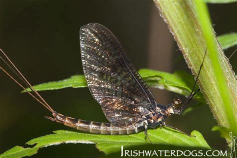 29 Best Images About GREEN DRAKES GREEN DRAKE FLIES On Pinterest