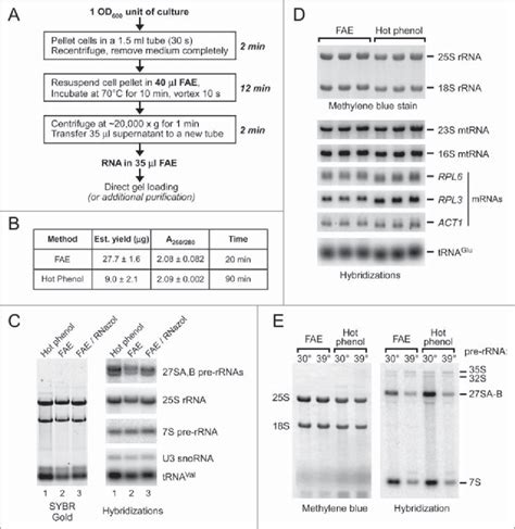 Comparison Of The One Step Fae And Hot Phenol Extraction Methods A Download Scientific