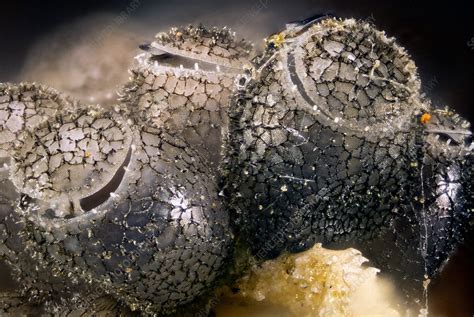 Shield Bug Eggs Stock Image C018 2477 Science Photo Library
