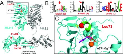 Structural Positions Of Affected Residues A The Affected Residues Are Download Scientific