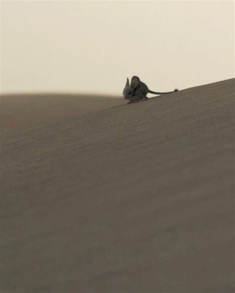 The Desert Mouse Of Dune En 2025