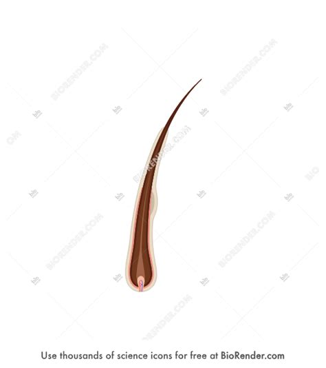 Free Hair Anagen Stage Outer Root Sheath Icons Symbols And Images